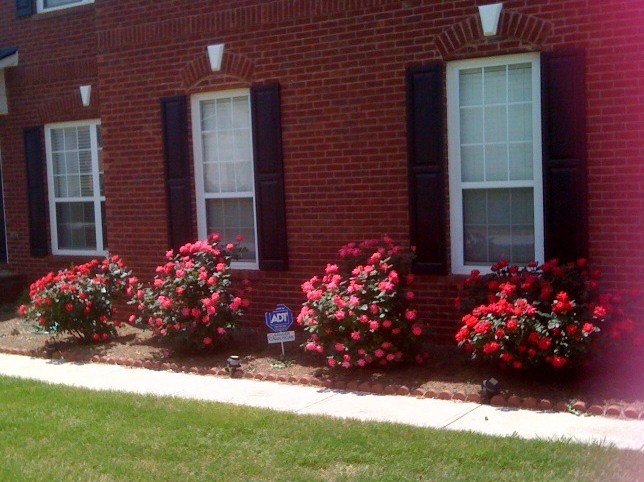 Gardening Tips: Caring for Knock Out Roses | Candace Shaw